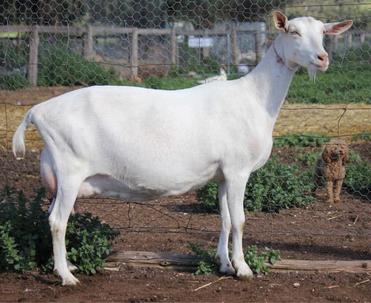 Dairy Goat Society Of Australia Ltd Dairy Goat Society Of Australia Ltd