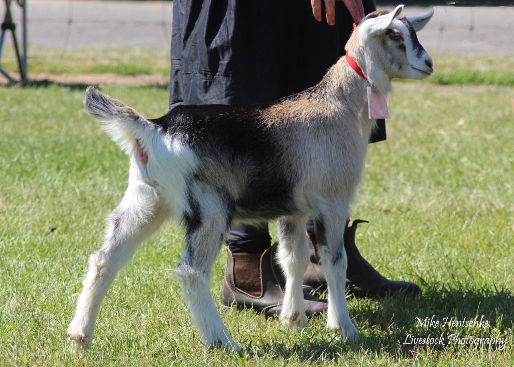 DAIRY GOAT BREEDS – Dairy Goat Society of Australia Ltd