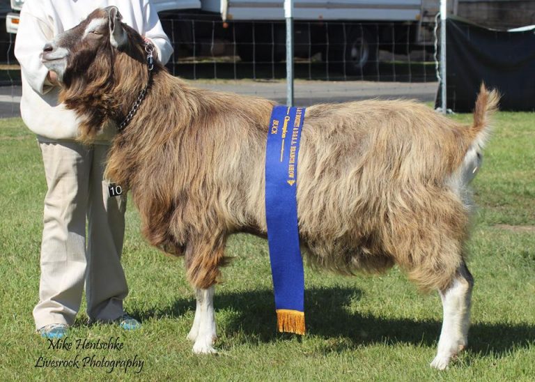 Toggenburg – Dairy Goat Society of Australia Ltd