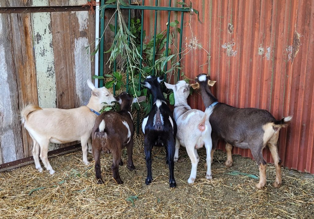 Dairy Goat Society of Australia Ltd