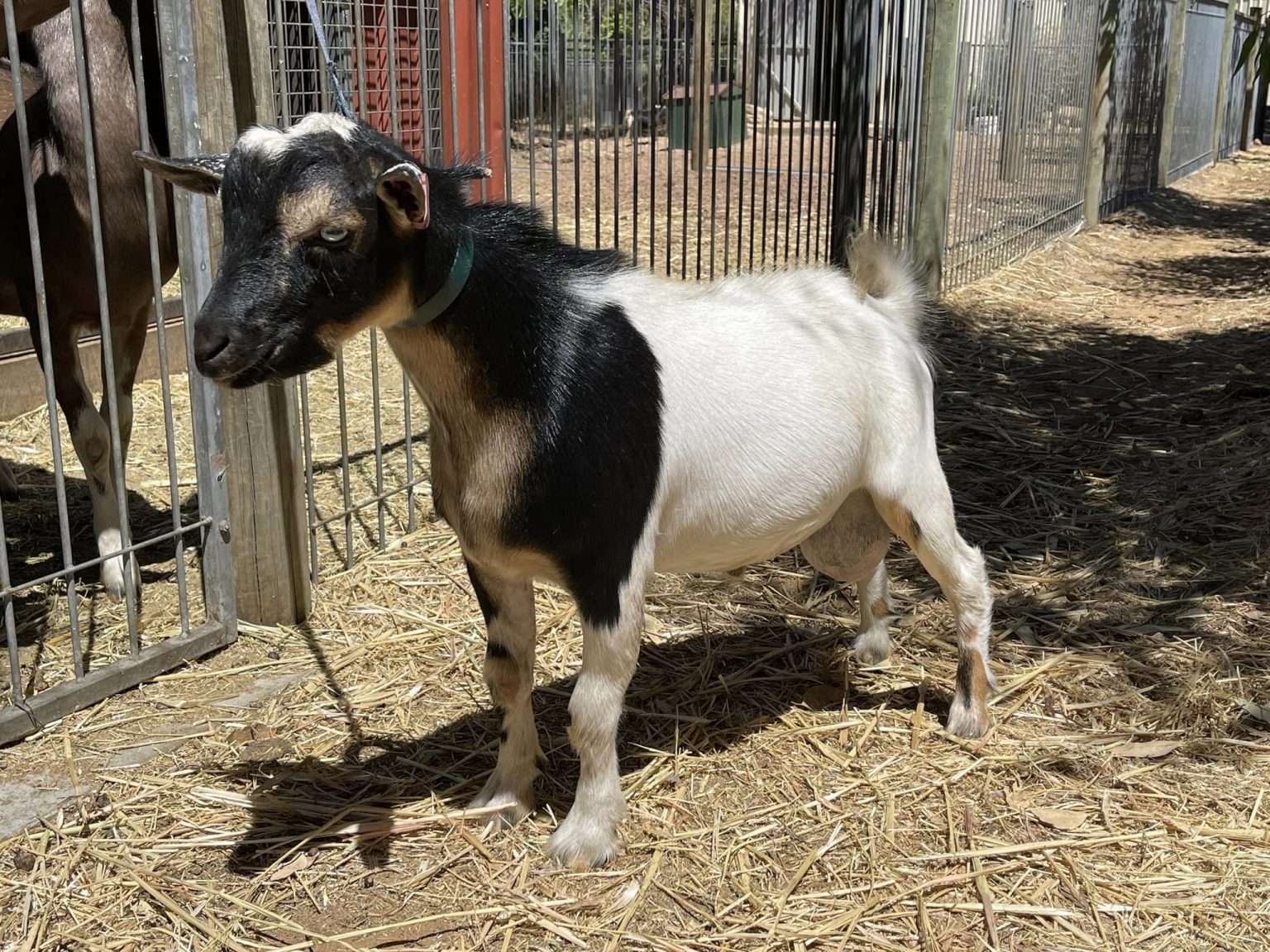 Gallery – Dairy Goat Society of Australia Ltd