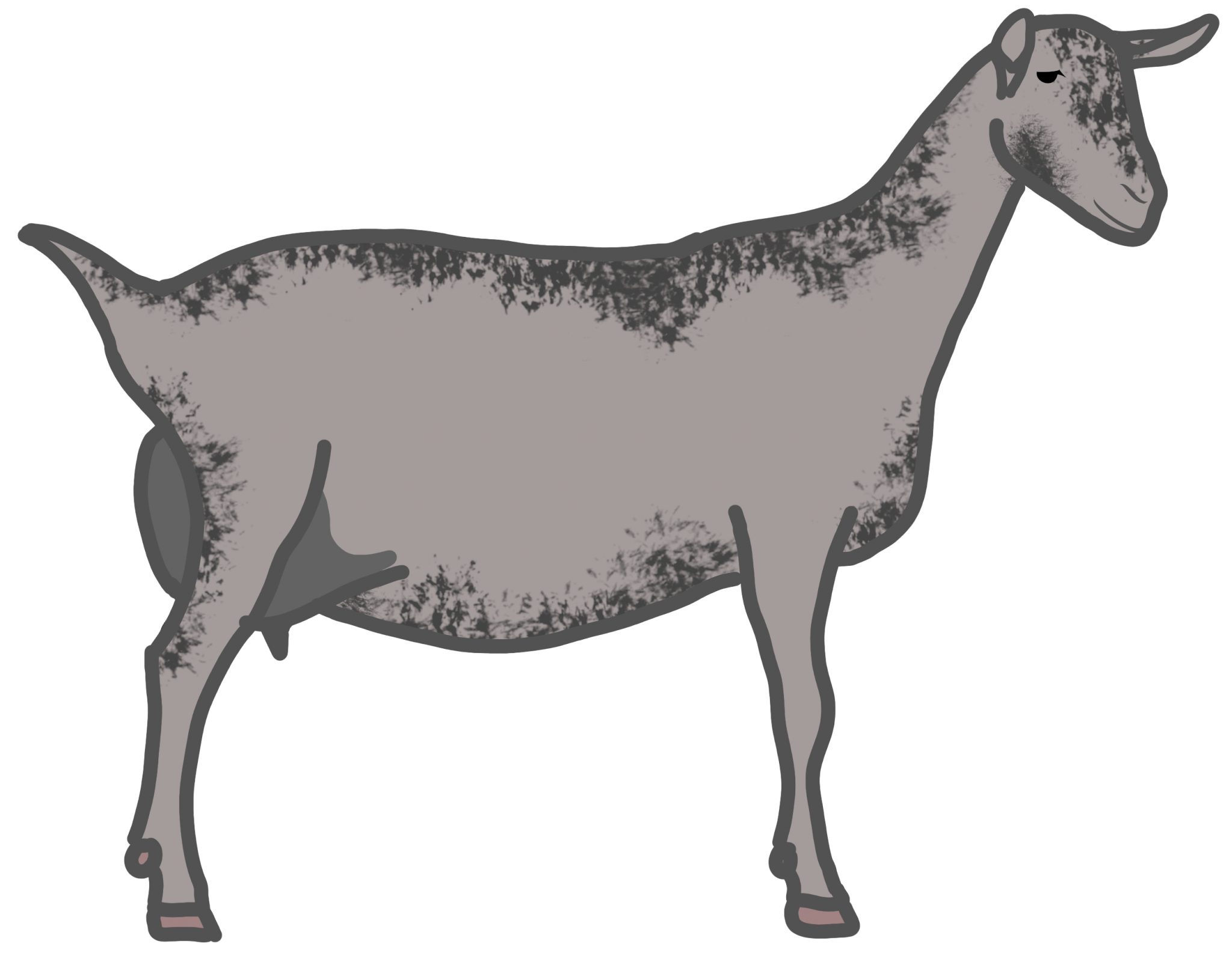 Dairy Goat Society of Australia Ltd